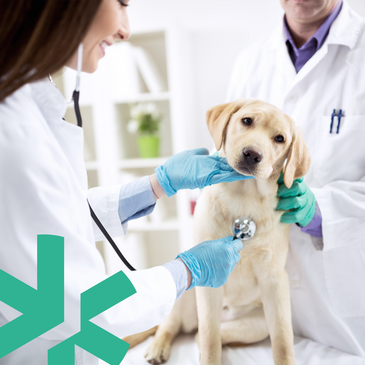 Animal Health Maintenance Guides